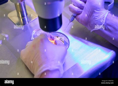 Reproductology Laboratory Assistant Adding Special Drops With Capillary Holder Stock Photo Alamy