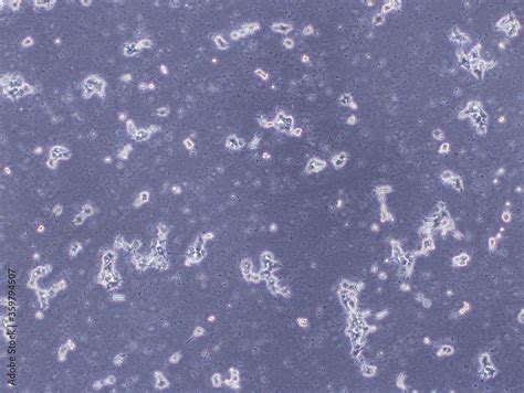 Human Brain Endothelial Cells Hcmecd3 Cells Were Captured By Light