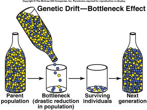 Bottleneck Effect Dragonflyissuesinevolution13 Wiki Fandom