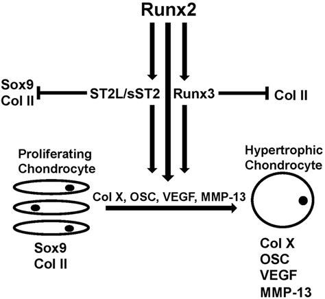 proposed model for the contributing effect of runx2 downstream targets