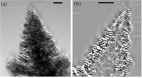 Spiraling Eutectic Dendrites During Bulk Sample Directional