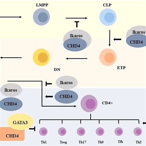 Chd4 And T Cell Development T Lymphocytes Originate From Bone