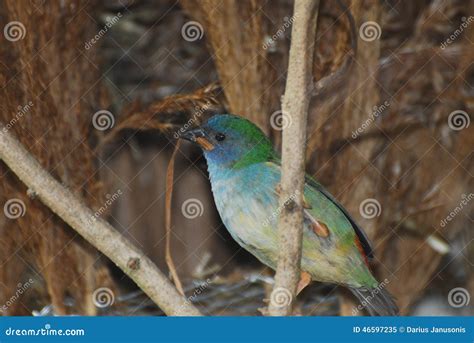 Forbes Parrot Finch Royalty Free Stock Image 19080400