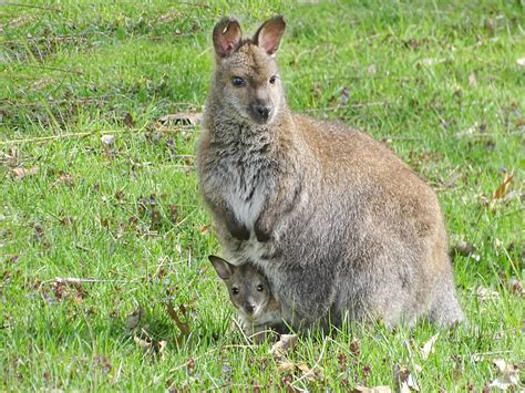 Cute Wallaby