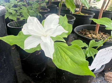 Trillium Grandiflorum Flora Pleno Plant Lust