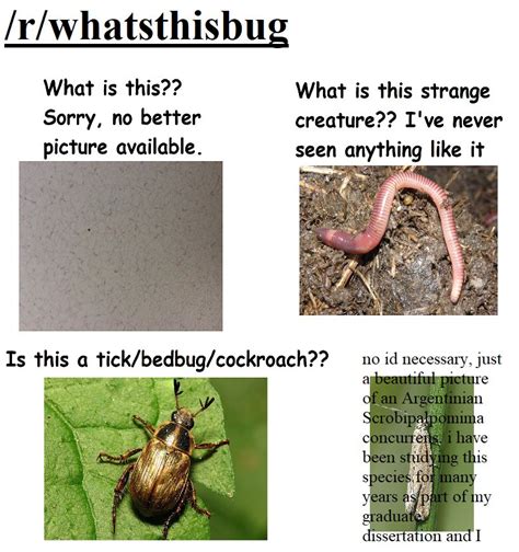 A Summary Of This Sub Scrolller