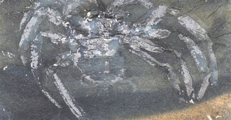 Scientists Stumble Across 300 Million Year Old Discovery News Tech