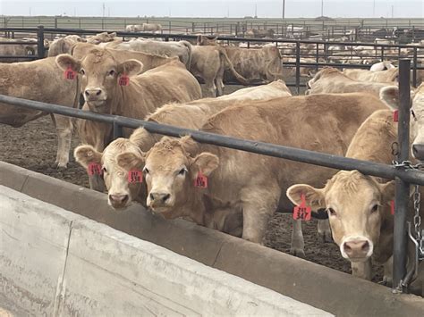 Antimicrobial Drug Use In Feedlot Cattle Research