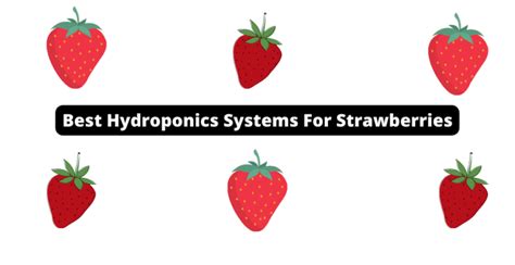 THE Best Hydroponics Systems For Strawberries Methods Breakdown