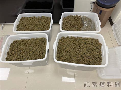 影緝毒犬找「麻」煩中市刑大查獲中部地區盤商 不法獲利千萬 民生電子報