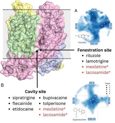 How Could Simulations Elucidate Nav1 5 Ionchannel Blockers Mechanism