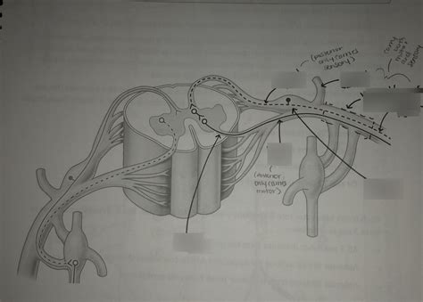 Diagram Of Lecture 7 Brachial Plexus Quizlet