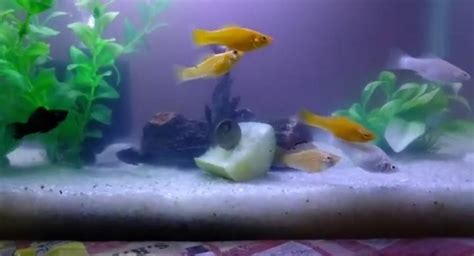 How Do You Get Rid Of Bacterial Blooms In An Aquarium