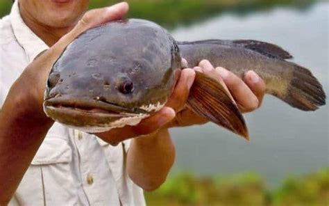 Inilah Doa Mancing Ikan Gabus Yang Ampuh Agar Umpan Cepat Dimakan
