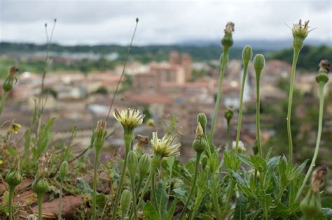 İtalya Tuscany Pixabayde ücretsiz Fotoğraf Pixabay