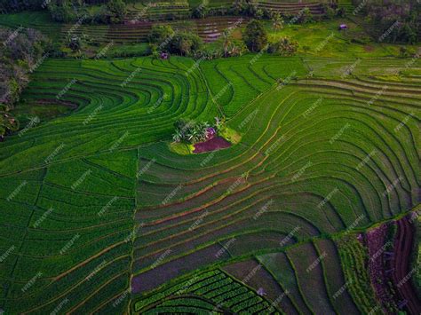 Premium Photo Aerial View Of Asia In Indonesian Rice Field Area With