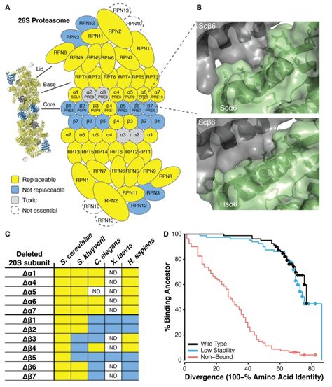 Evolution Systematic Humanization Of Yeast Genes Reveals Conserved Functions And Genetic