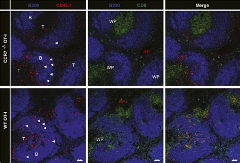 Following Reinfection Early Memory Cd8 T Cells Enter The Splenic T