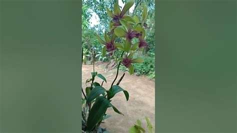 Orchid Flowers Green Colour I කොළ පාට ඕකිඩ් මල් Youtube