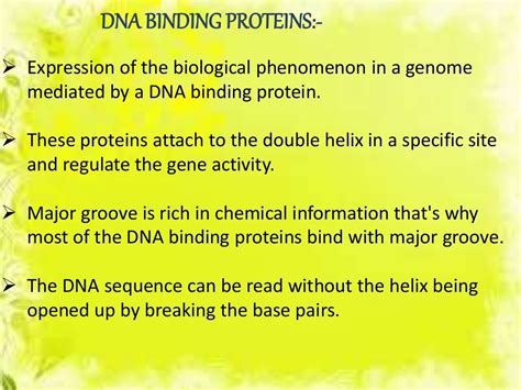 Major And Minor Grooves Dna