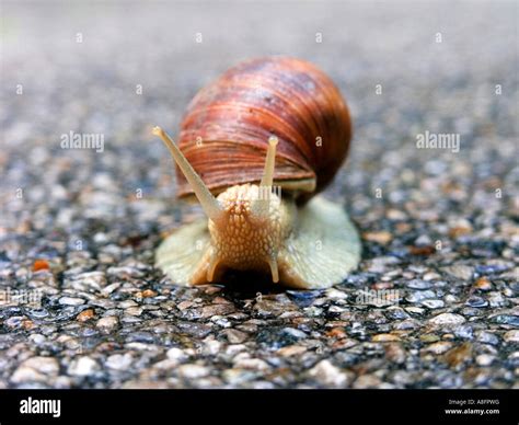 Snail Pace Hi Res Stock Photography And Images Alamy