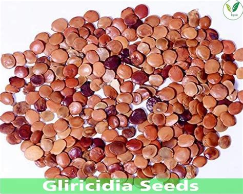 Natural Gliricidia Sepium Seed Seemai Agathi Packaging Type Bag
