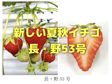 夏いちごに新品種「長・野53号」が誕生！四季成り性イチゴサマープリンセスを品種改良した収量が多い苺