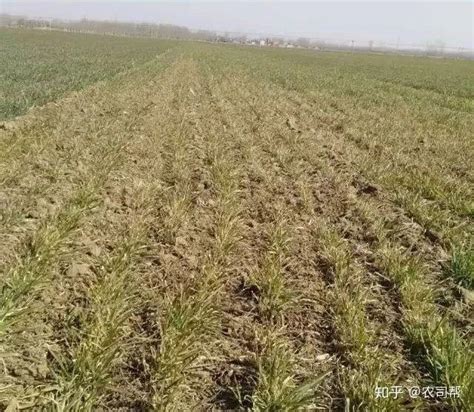 急，急！小麦发黄怎么办？ 知乎