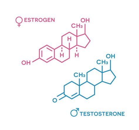 Testosterone Estrogen Illustrations Royalty Free Vector Graphics