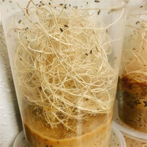 Flightless Fruit Fly Culture Drosophila Hydei