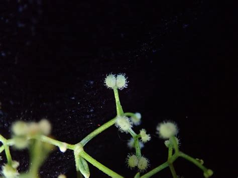 Galium Elegans Propagate One