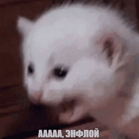 GIF Discover Share GIFs