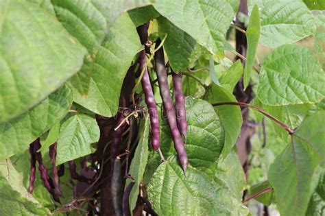 Red Beans In The Garden Bean Plants And Tiny Fruits Stock Image