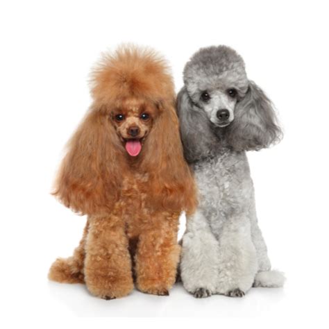 Pudel Podstawowy Opis Rasy Psów Petbox