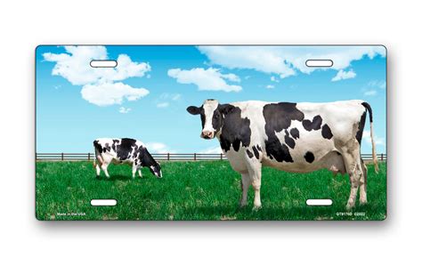 Cows Grazing License Plate Salty Bones