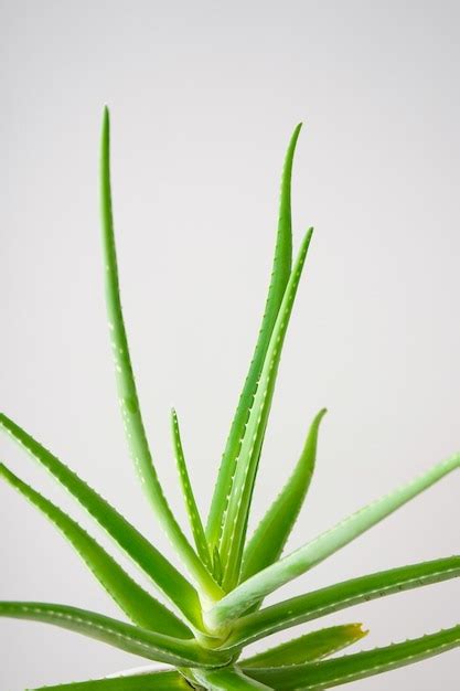 Premium Photo Closeup Aloe Vera On A Gray Background Vertically