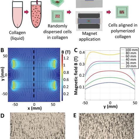 A Illustration Of The Alignment Procedure And Set‐up B Finite Download Scientific Diagram