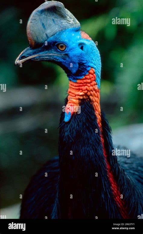 Single Wattled Cassowary Casuarius Unappendiculatus Rufotinctus Stock