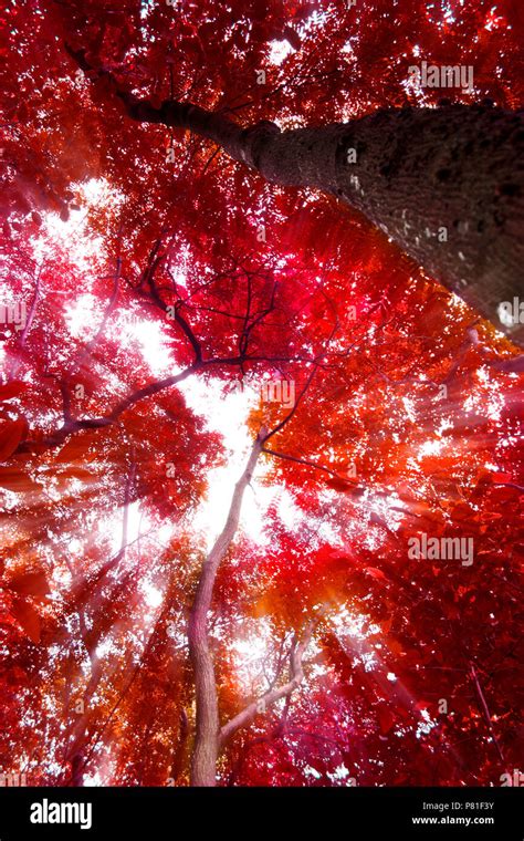 Trees With Red Leaves In Summer Season Stock Photo Alamy