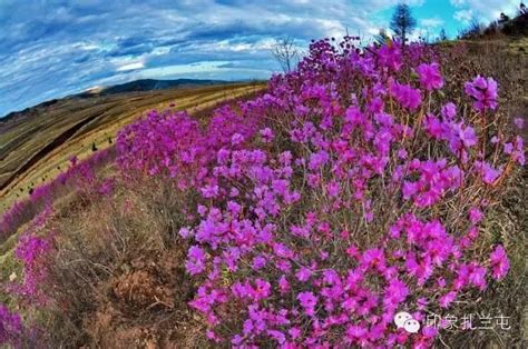 五一小長假扎蘭屯杜鵑花賞花攻略 每日頭條