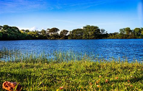 Redução no desmatamento da Amazônia impulsiona queda de 12 nas