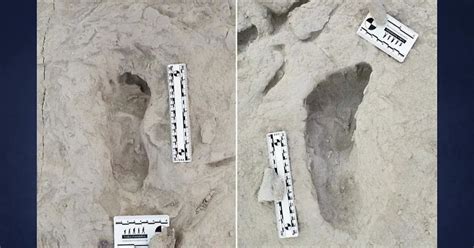 나란히 찍힌 발자국서로 다른 인류 조상 공존했다
