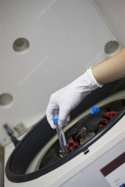 Technician Using A Centrifuge Stock Image C005 5674 Science Photo Library