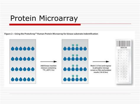 Ppt Introduction To Systems Biology Powerpoint Presentation Free Download Id 556728