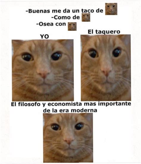 Apoco Si Tilin Im Genes Graciosas Memes Escolares Fotos De Minino
