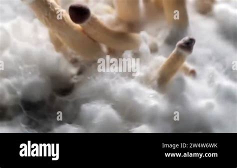 Mexican Magic Mushrooms Is A Psilocybe Cubensis A Specie Of