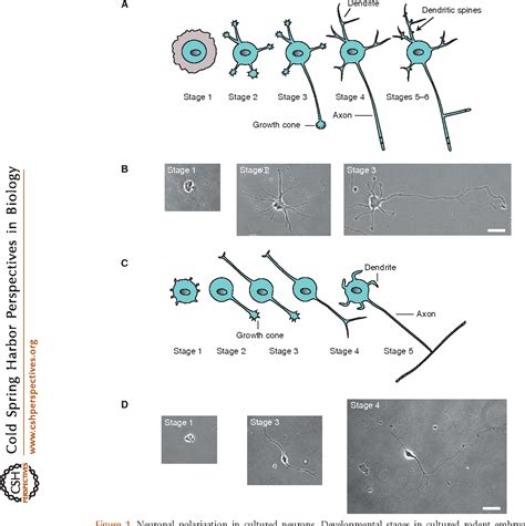 Figure 1 From Neuronal Polarity Semantic Scholar