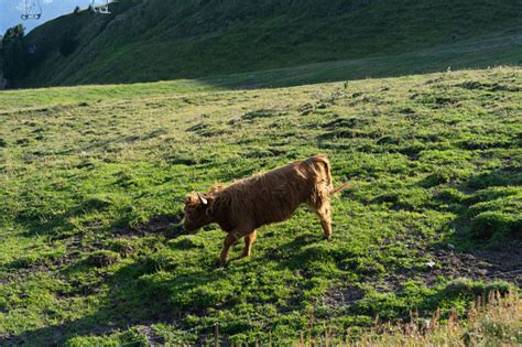 이탈리아 돌로미티의 세베다에 있는 무성한 알프스 목초지에 털이 많은 고산 소 0명에 대한 스톡 사진 및 기타 이미지 0명 관광 국가 관광명소 Istock