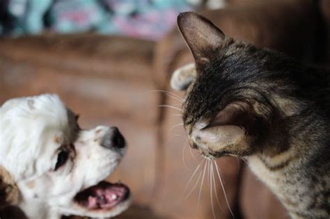 Impresionante Así Se Verían Los Perros Y Gatos En 10000 Años Según
