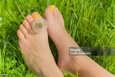 노란색 손톱 화창한 봄 날에 발가락 사이 민들레 Fluff로 잔디에 편안한 여자의 다리 건강한 생활방식에 대한 스톡 사진 및 기타 이미지 건강한 생활방식 계절 고독